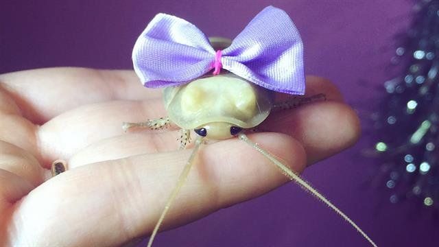 Conocé a la cucaracha argentina que es famosa en el mundo