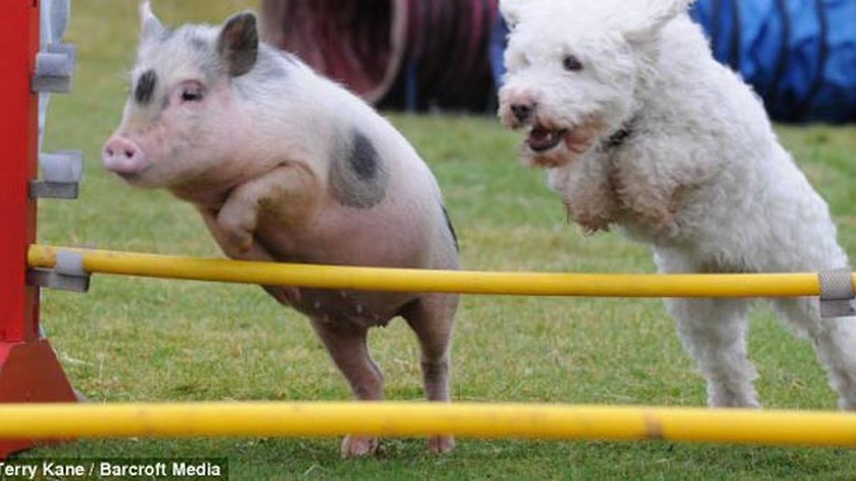 Sorprendente: conocé al chanchito que se cree un perro