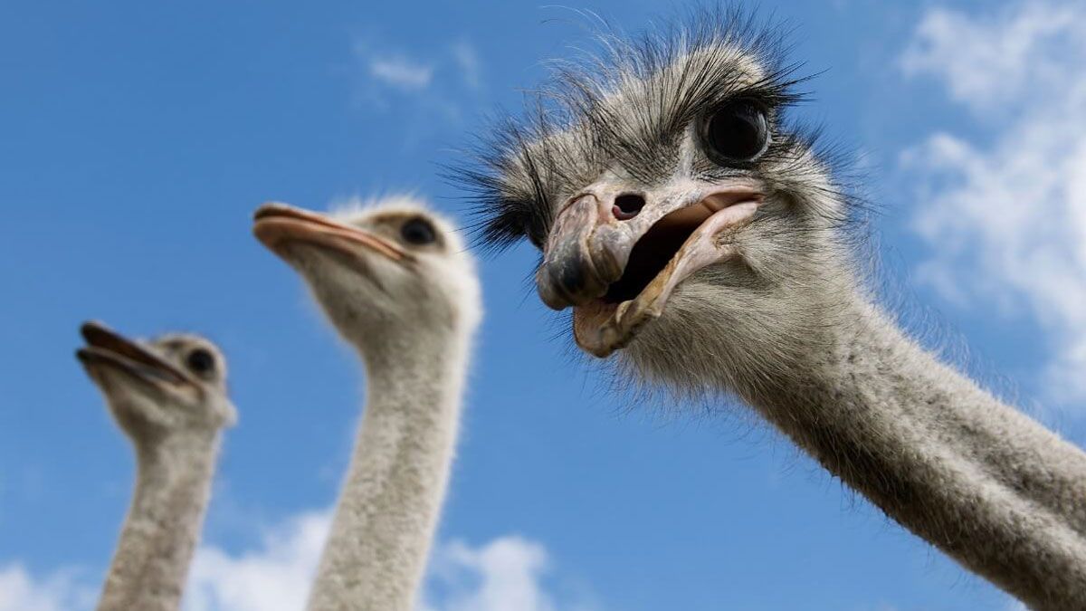 ¿Qué animal es el que pone el huevo más grande?