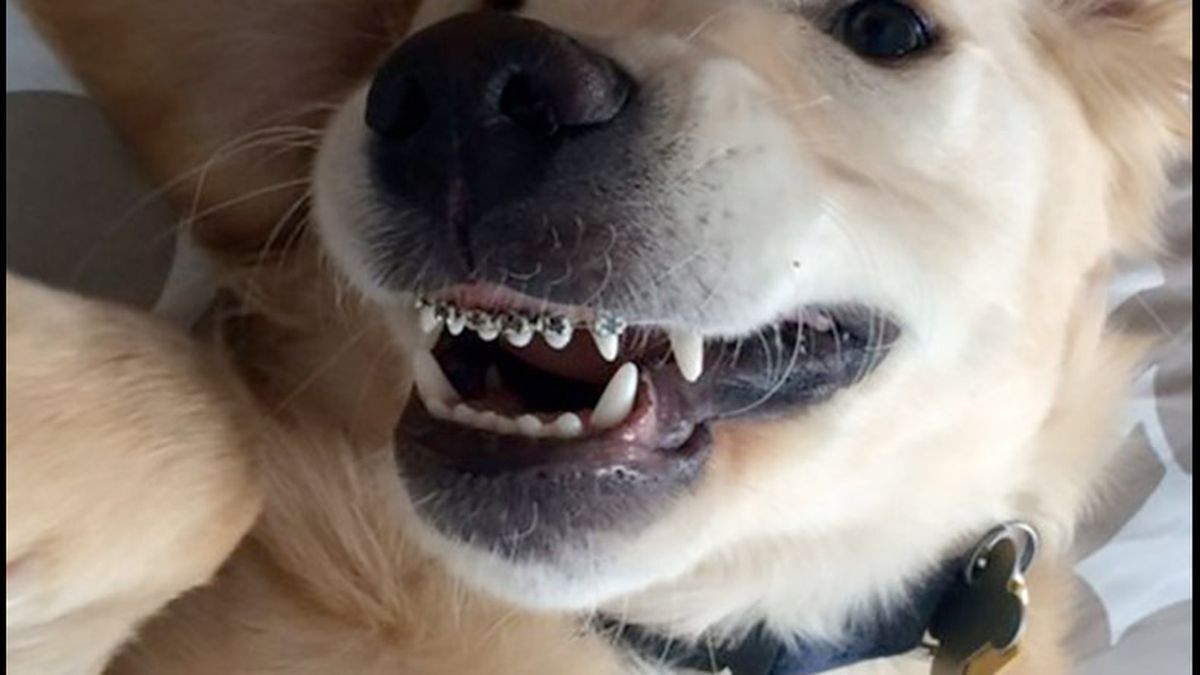 El perro con brackets que es furor en las redes sociales