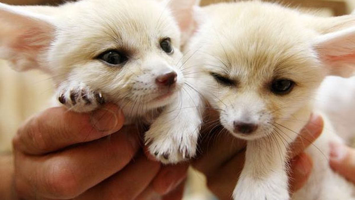 Los bellos 20 animales más tiernos y adorables del mundo