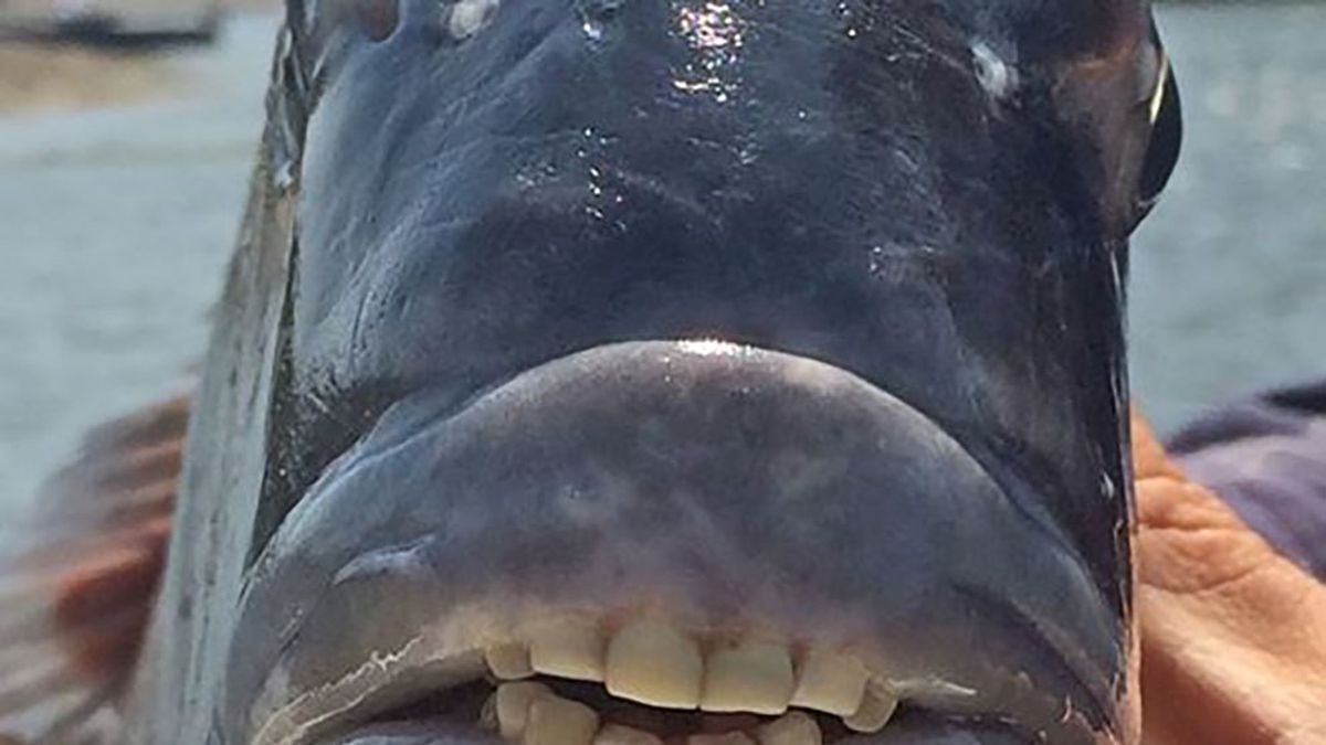 Atraparon a un pez con dientes humanos en Estados Unidos