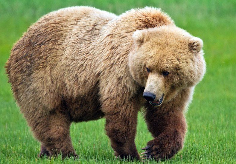 Un oso aprovechó la cuarentena de España para pasear por las calle