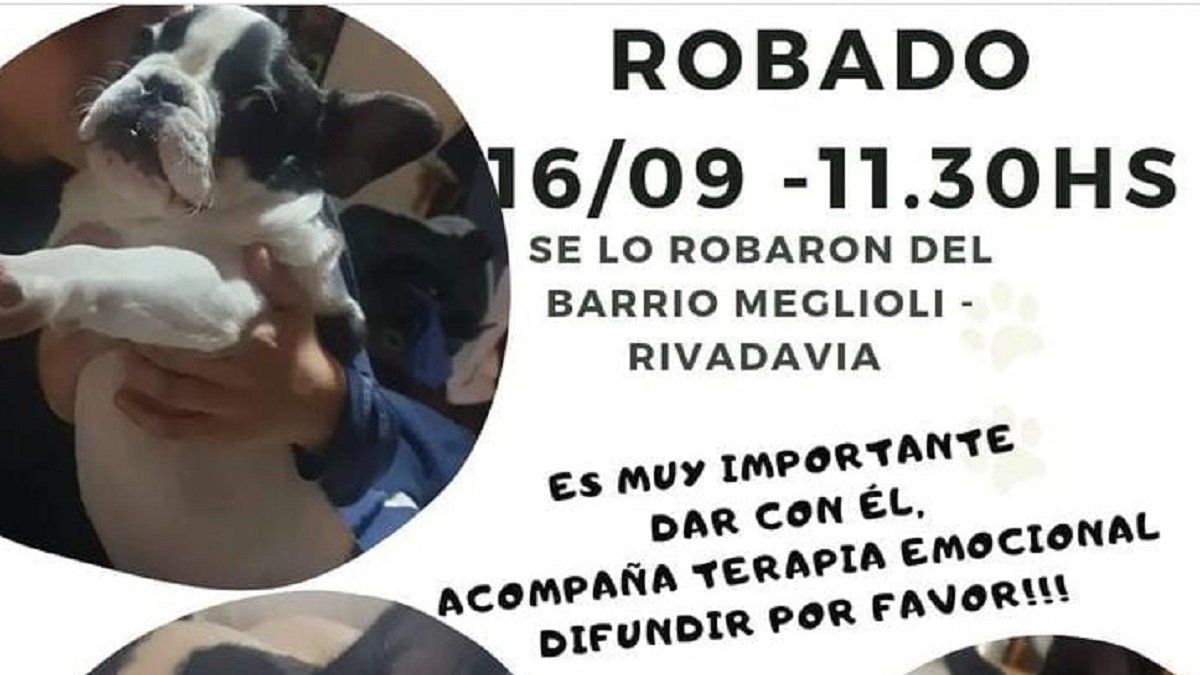 Familia pide ayuda para encontrar un perro robado que es acompañante de ...