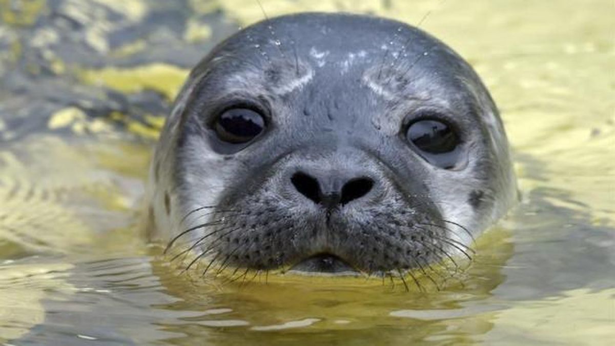 Una foca se hizo viral tras escapar de un grupo de orcas