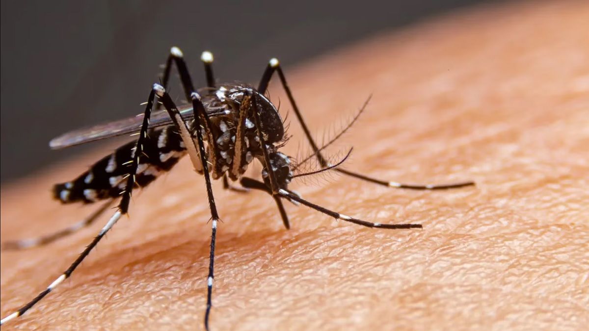 Los 10 mitos del dengue, zika y chikungunya