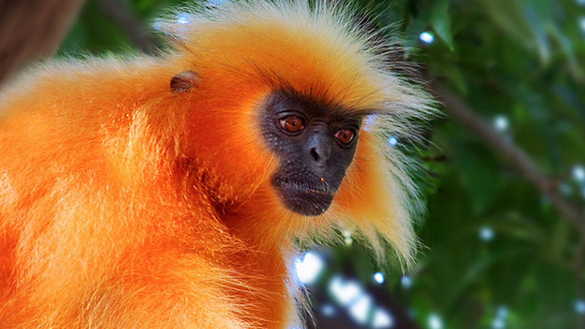 Murió el último langur dorado que vivía en la isla Umananda