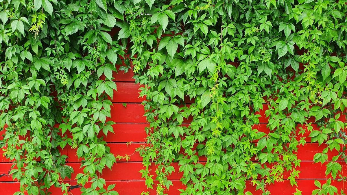 Las cinco plantas trepadoras más fáciles de cultivar