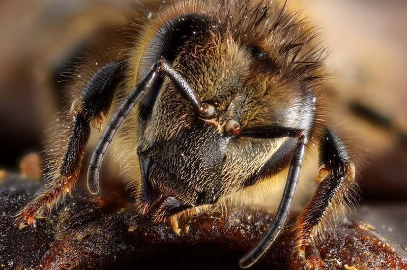 La abeja fue declarada el ser vivo más importante del planeta