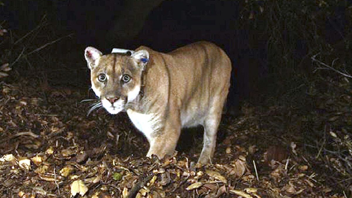 Ullum: buscan a un puma que mató a un perro y se llevó a otro