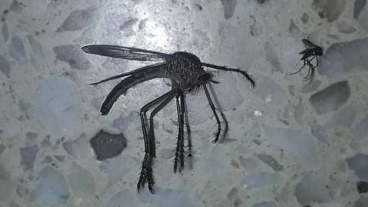 Descubren un mosquito gigante en Argentina