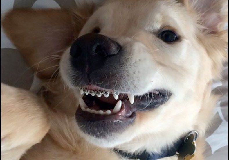 El perro con brackets que es furor en las redes sociales