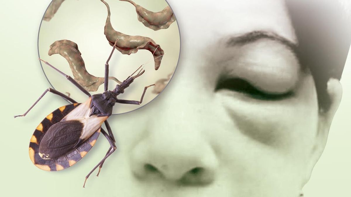 Lucha contra el Chagas: 7 millones de personas están en riesgo de contraer la enfermedad