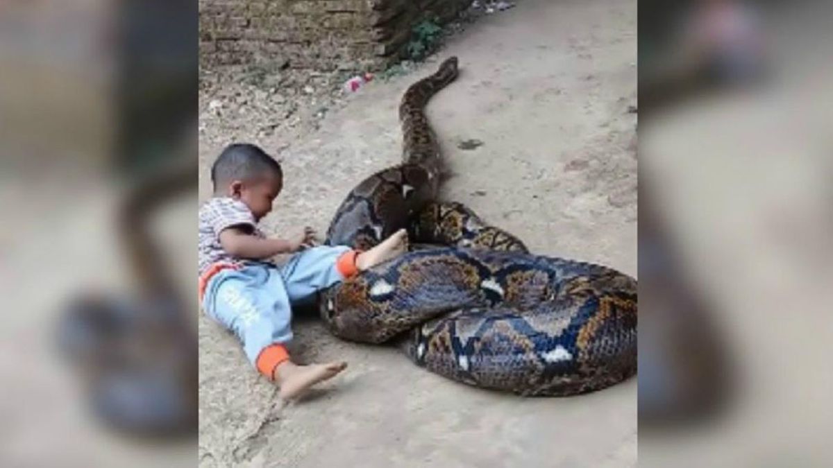 Lo grabado jugando con una pitón y el terror se apoderó de sus seguidores
