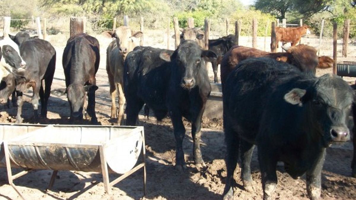 Comenzó la campaña de vacunación contra la fiebre aftosa: los detalles