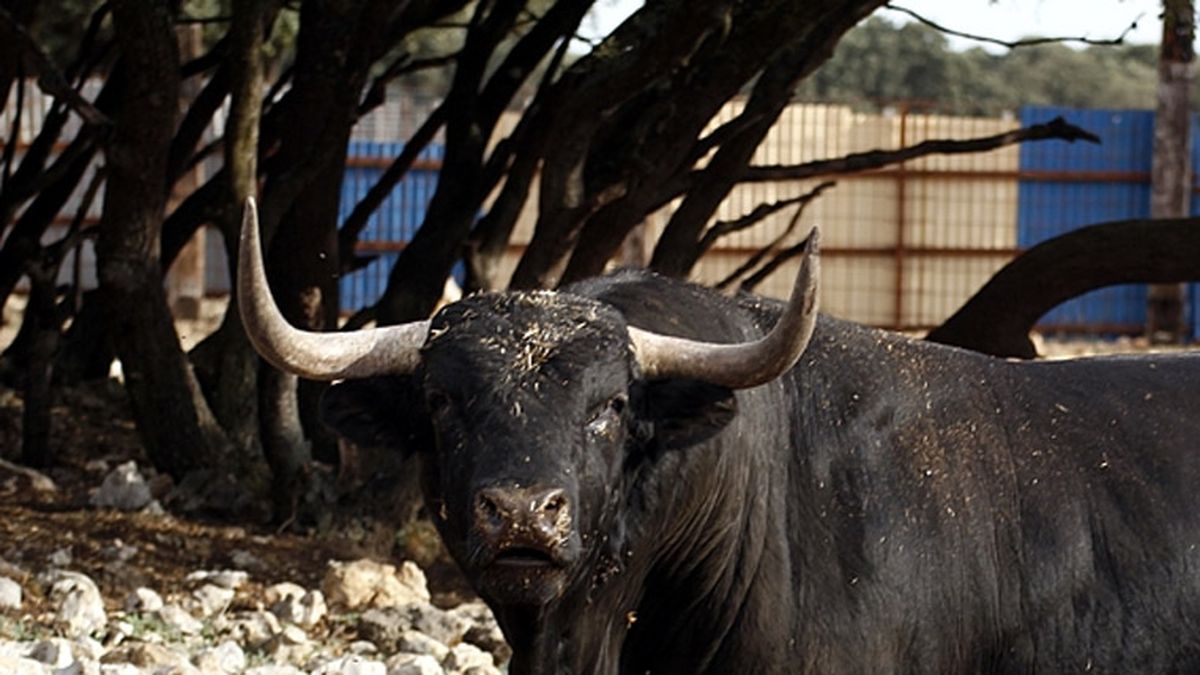 Se escapó un toro del matadero y se cayó al canal Benavidez