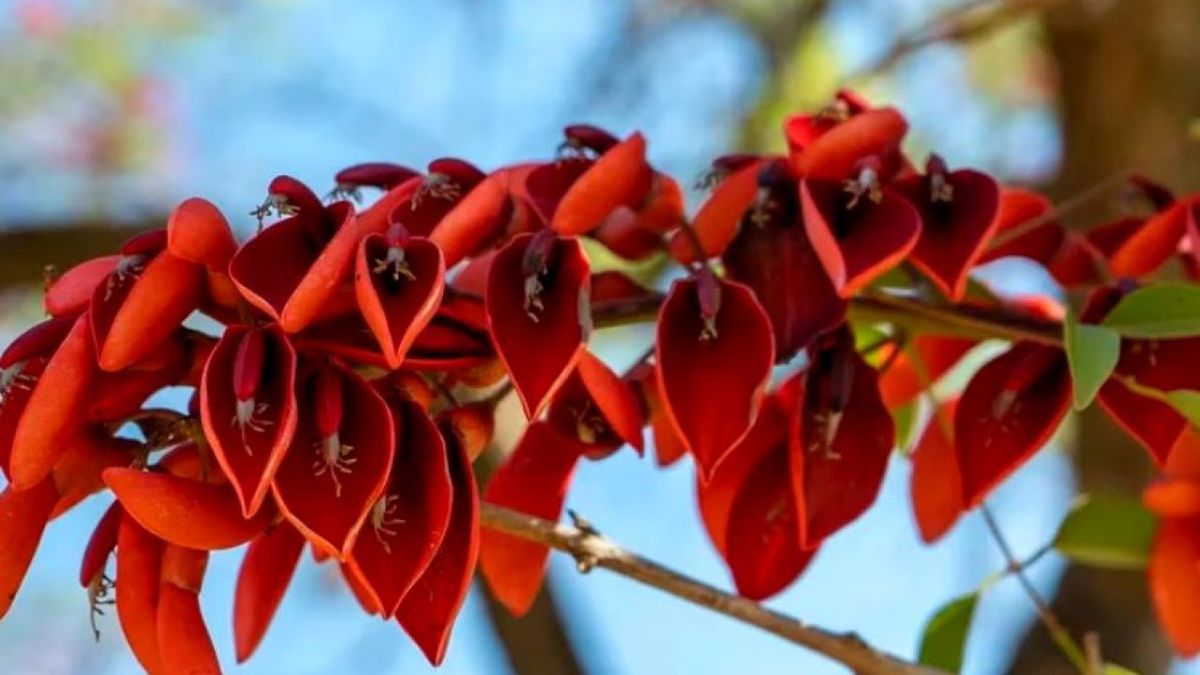 Por qué el ceibo es la flor nacional argentina