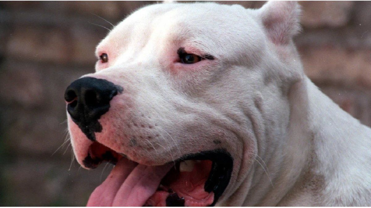 Un nene de 9 años fue atacado por un dogo argentino en Rawson