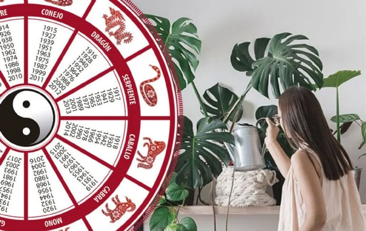 Qué planta es ideal para que tengas en casa, según tu signo