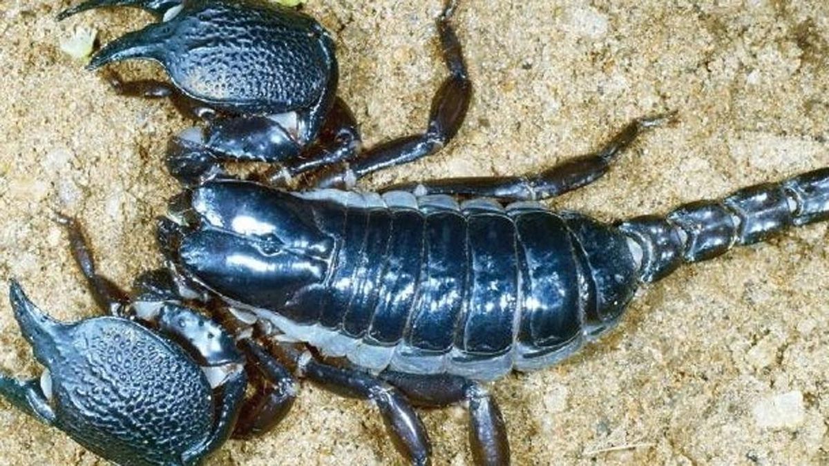 Conocé la última especie de escorpión supervenenoso que descubrió la ...