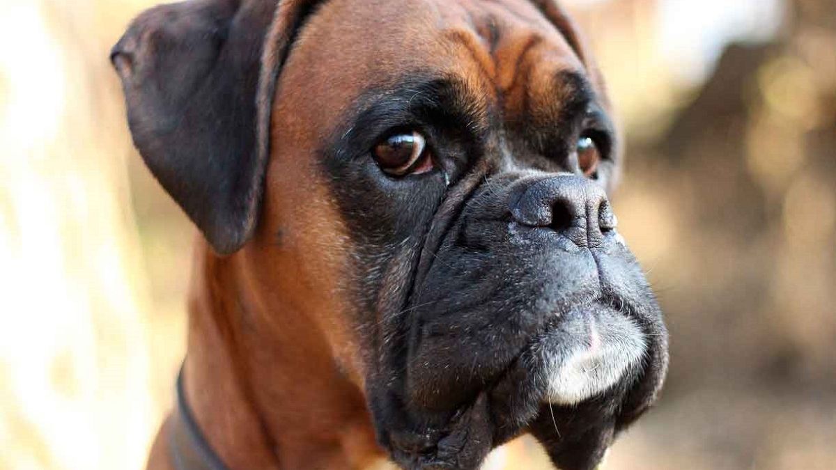 Cuánto tiempo recuerdan los perros a sus dueños