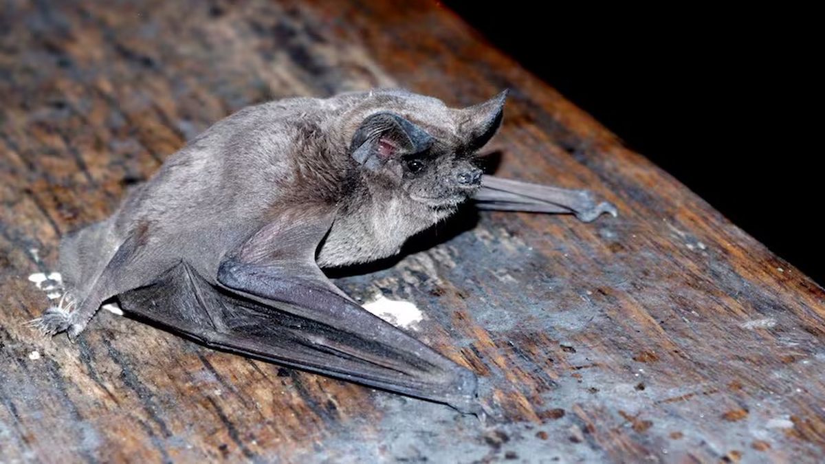 Alarma: detectaron el primer caso de rabia animal en una zona rural