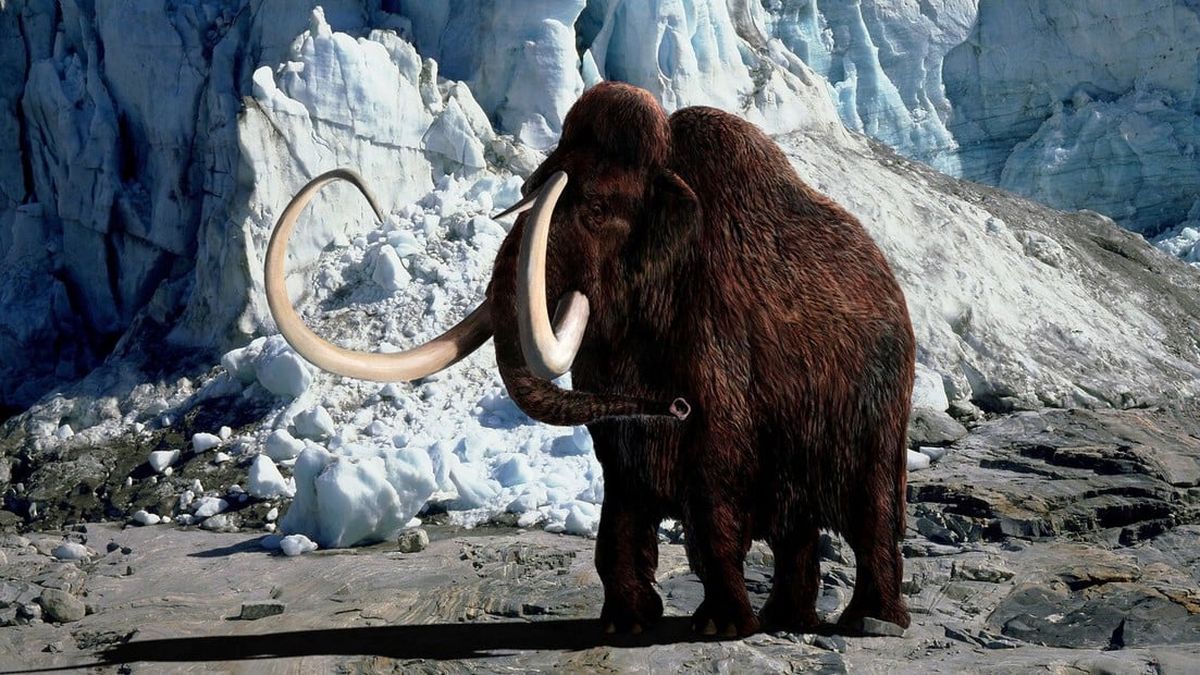 La ciencia busca resucitar al Mamut: cómo lo haría