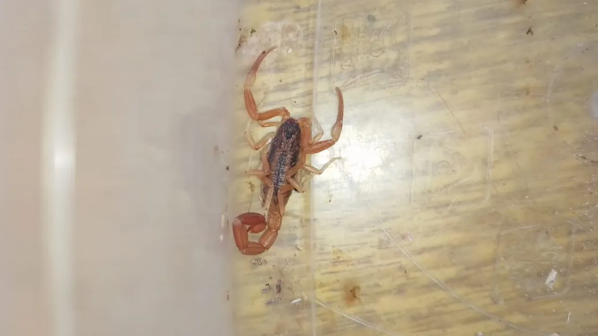 ¿Qué hacer si encuentras un alacrán en tu casa? Salud Pública brindó ...